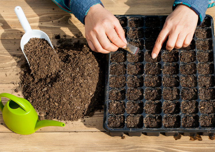 What to Sow in June — A UK Cottage Garden Guide – Bishy Barnabees ...