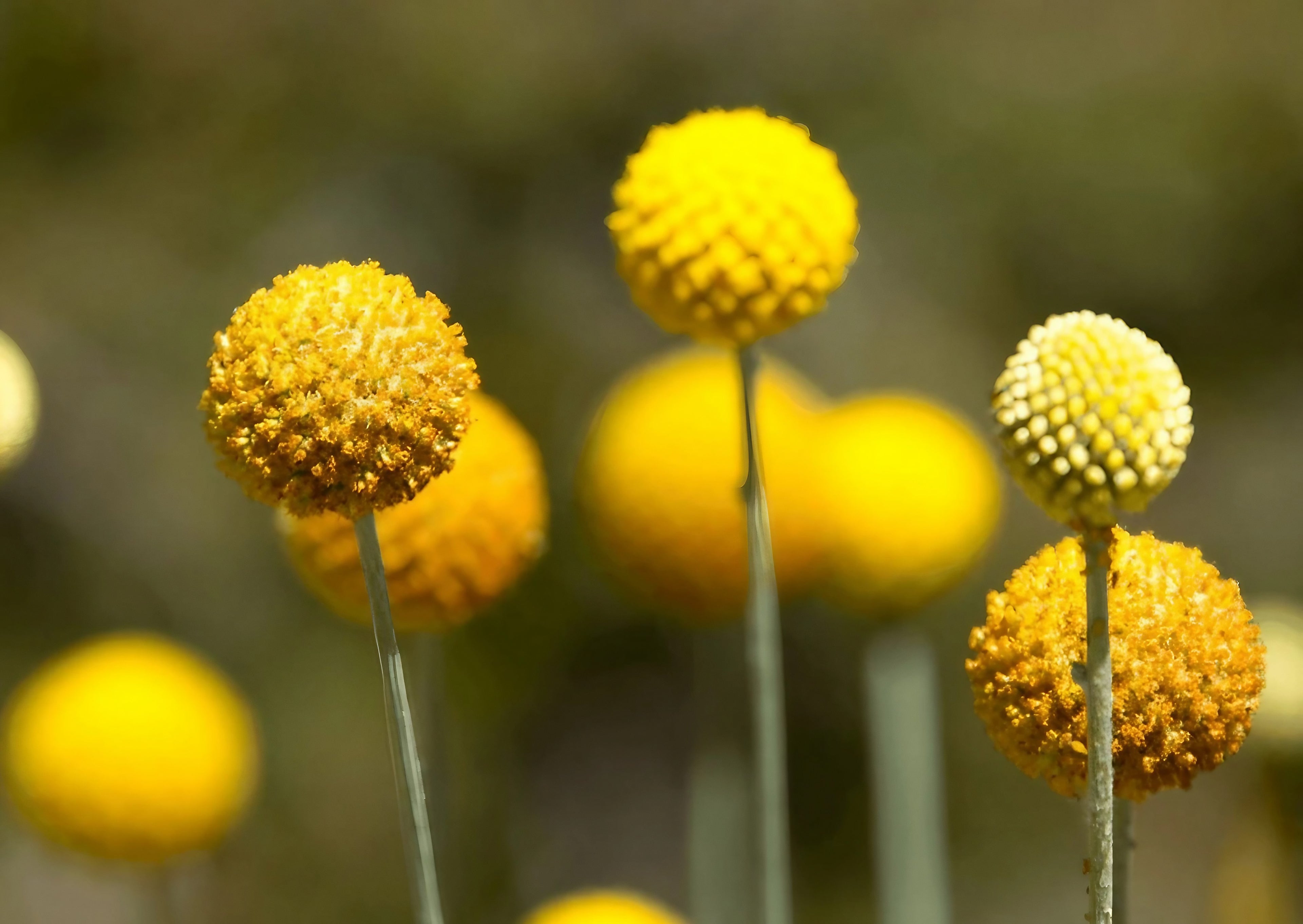Craspedia Drumstick - Bishy Barnabees Cottage Garden