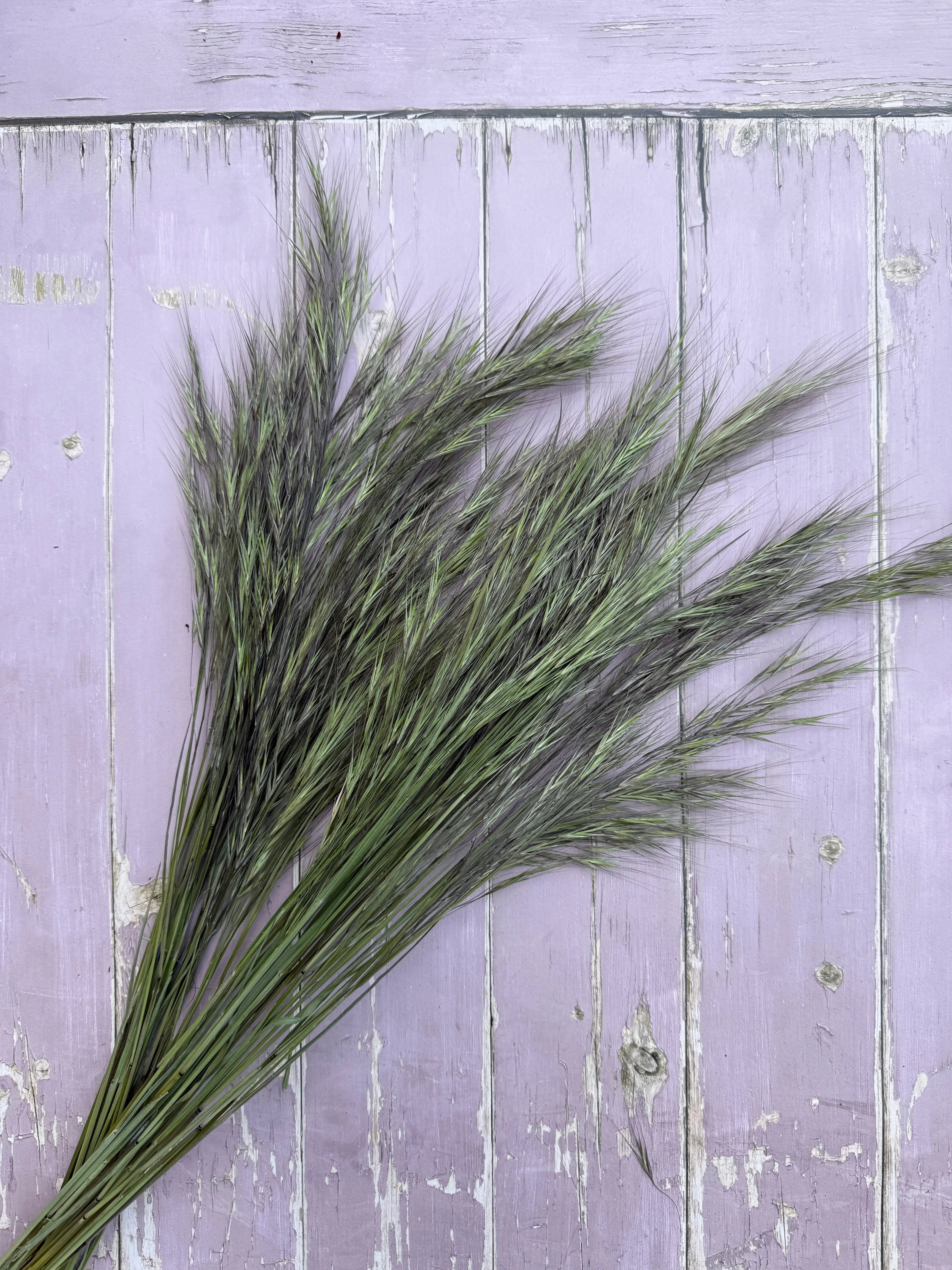 Dried Barley Grass Bunch | Golden Harvest Decor | Rustic – Bishy ...
